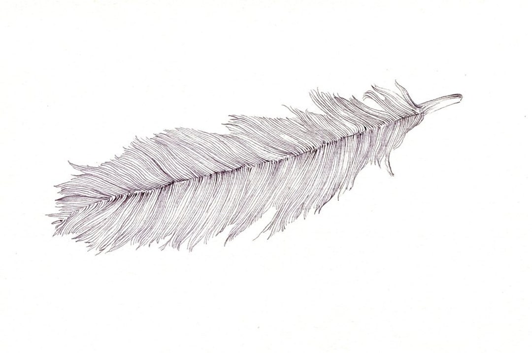 Bird Feather Art Print of an Original Drawing Available 5x7" or 8x10 ...