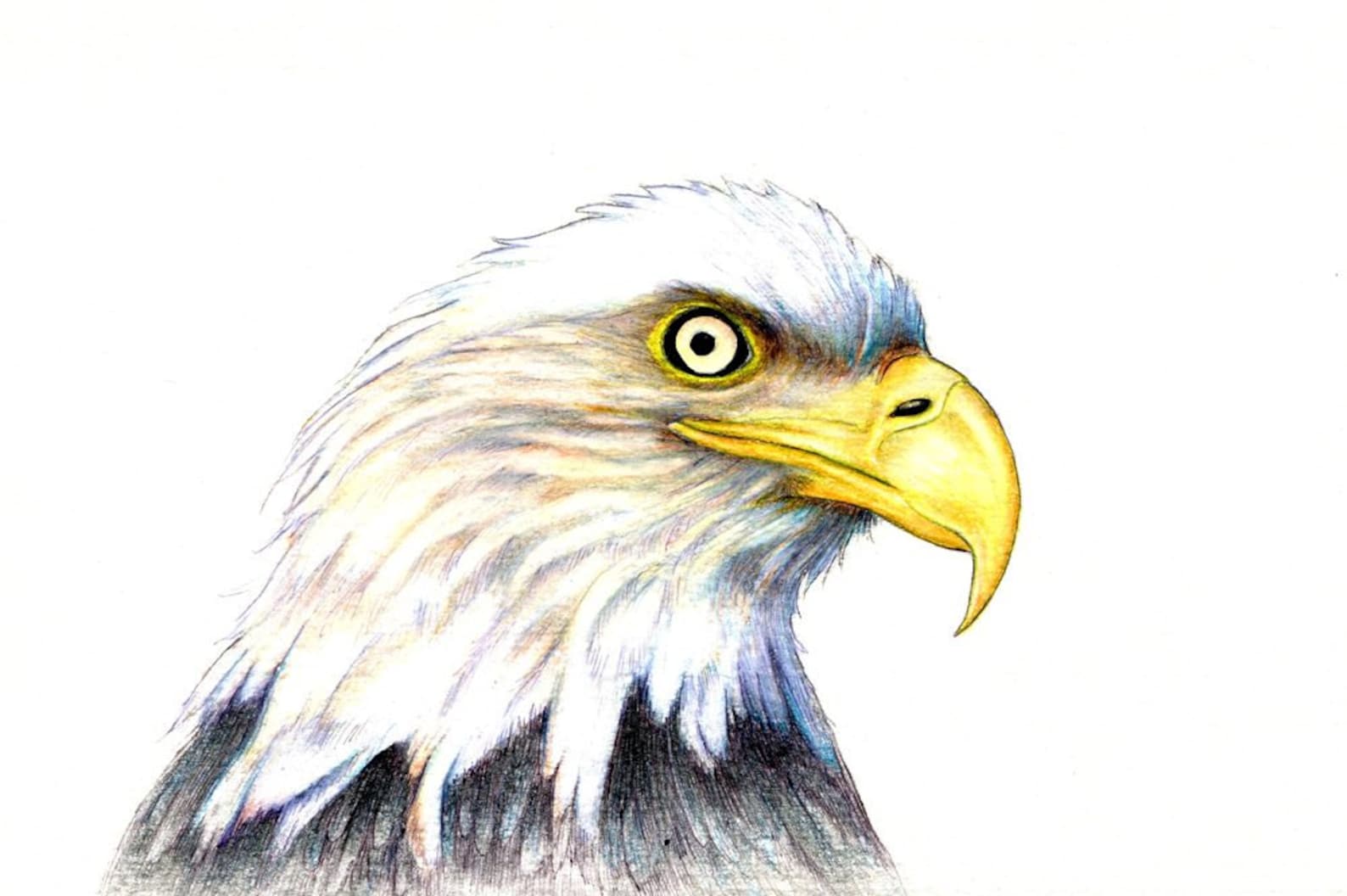 Bald Eagle Portrait Art Print of an Original Drawing Available 5x7 or ...