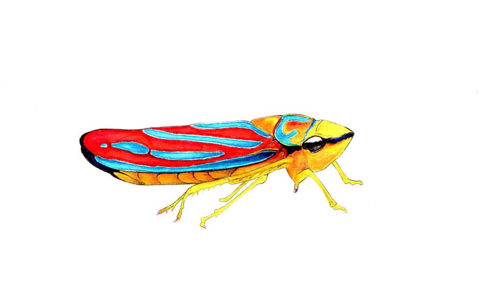 Colorful Bug Art Print of an Original Drawing Available 5x7 or 8x10 - Etsy