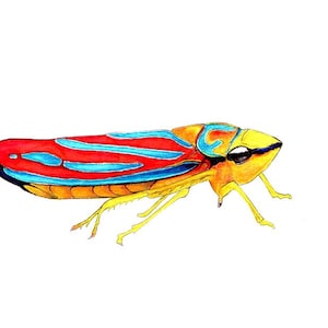 Colorful Bug Art Print of an Original Drawing Available - Etsy