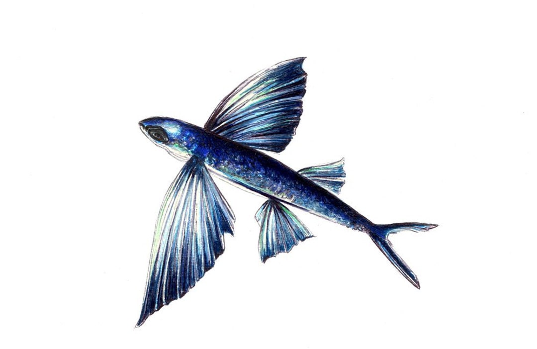Flying Fish Print: Digital Print of an Original Drawing Available 5x7 ...