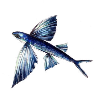 Flying Fish Print: Digital Print of an Original Drawing - Etsy