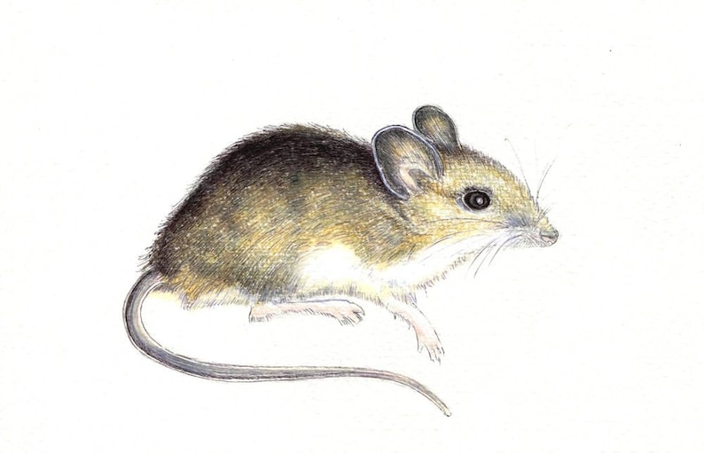 Field Mouse Print: Digital Print of an Original Drawing Available 5x7 ...