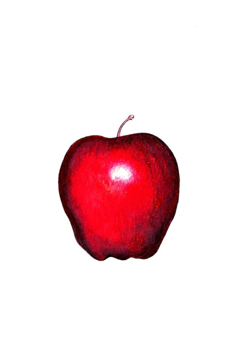 Shiny Red Apple Art Print of a Drawing Available 5x7" or 8x10" - Etsy