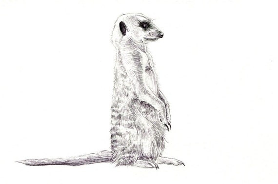 Dibujo De Suricata Dos Suricatas De Pie, Suricata De Dibujos Animados
