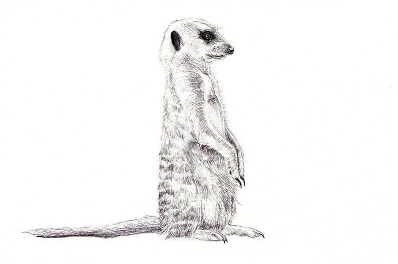 Meerkat Art Print of an Original Drawing Available 5x7" or 8x10" - Etsy