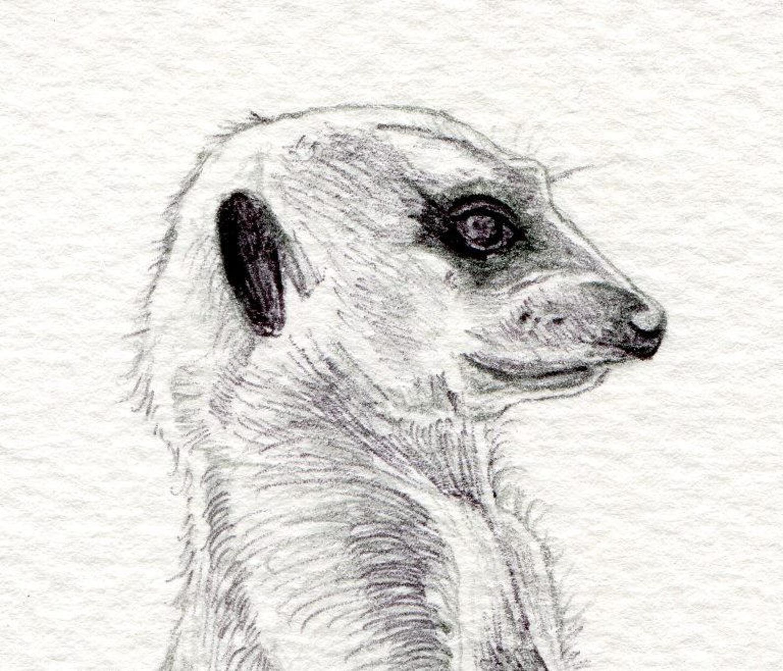 Suricate: Un dessin original unique en son genre - Etsy France