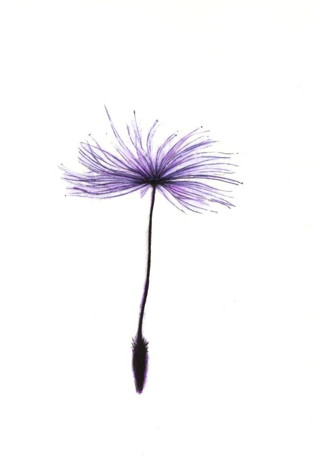 Dandelion Seed Drawing