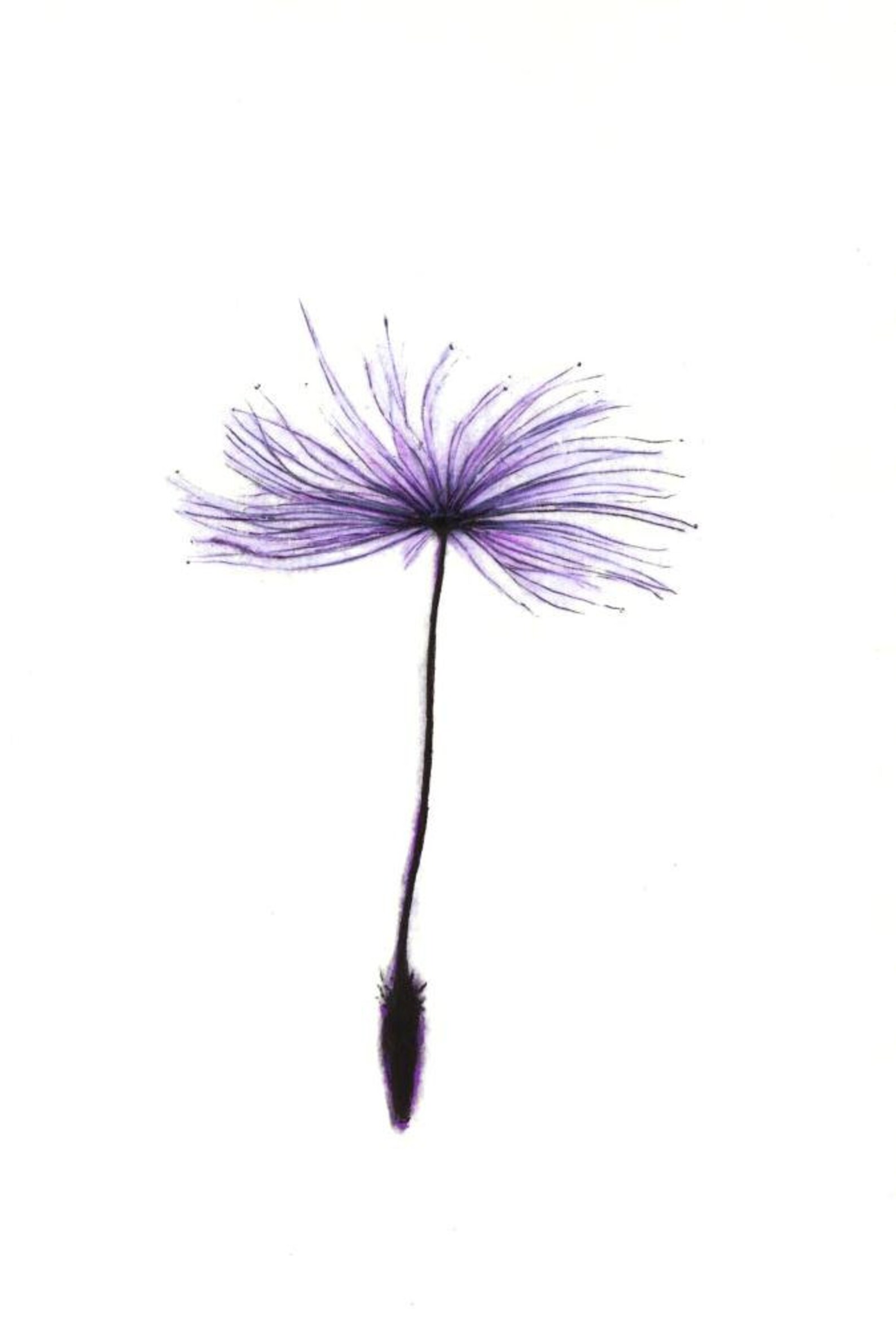 Dandelion Seed Art Print of an Original Drawing Available 5x7" or 8x10 ...