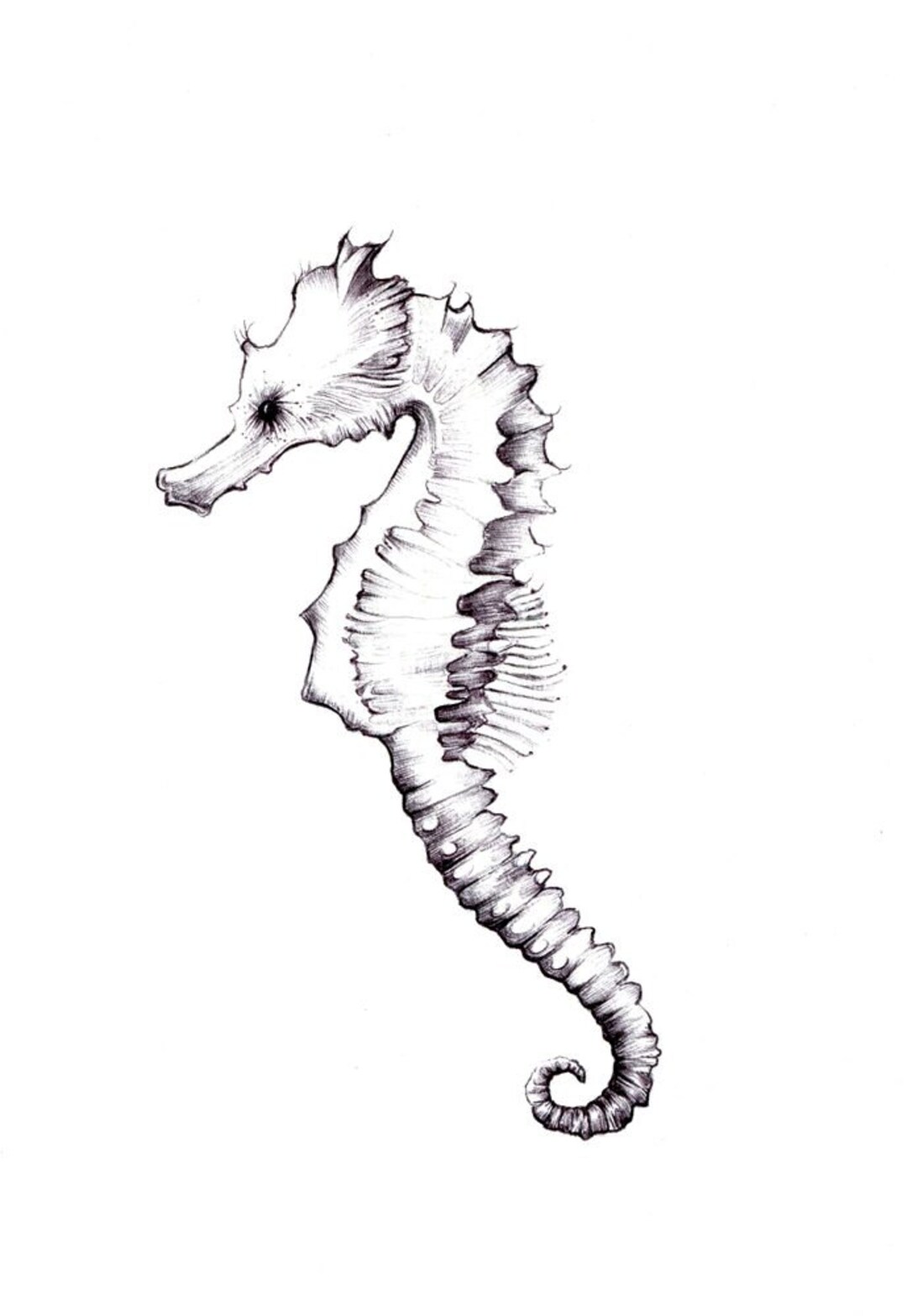 How To Draw A Realistic Seahorse