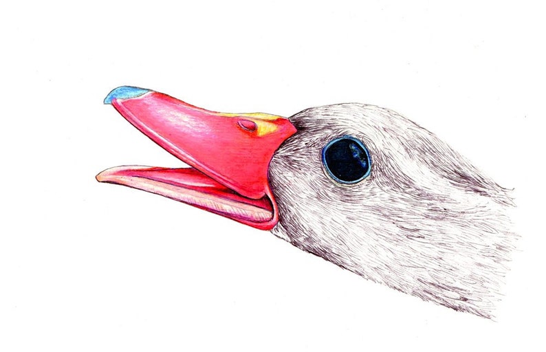 Quack Duck Art Print of a Drawing Available 5x7 or 8x10 - Etsy