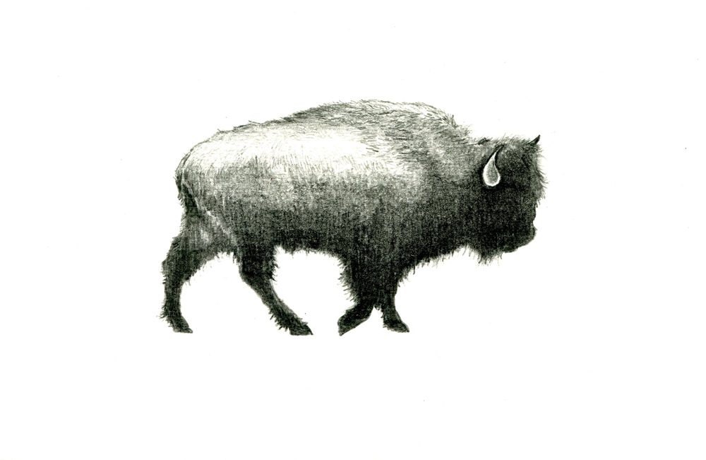 American Bison Print: Digital Print of an Original Drawing Available ...