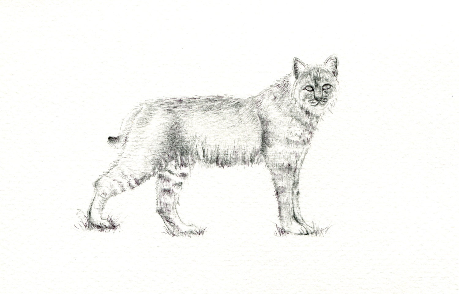 Bobcat Art Print of an Original Drawing Available 5x7 or 8x10 - Etsy