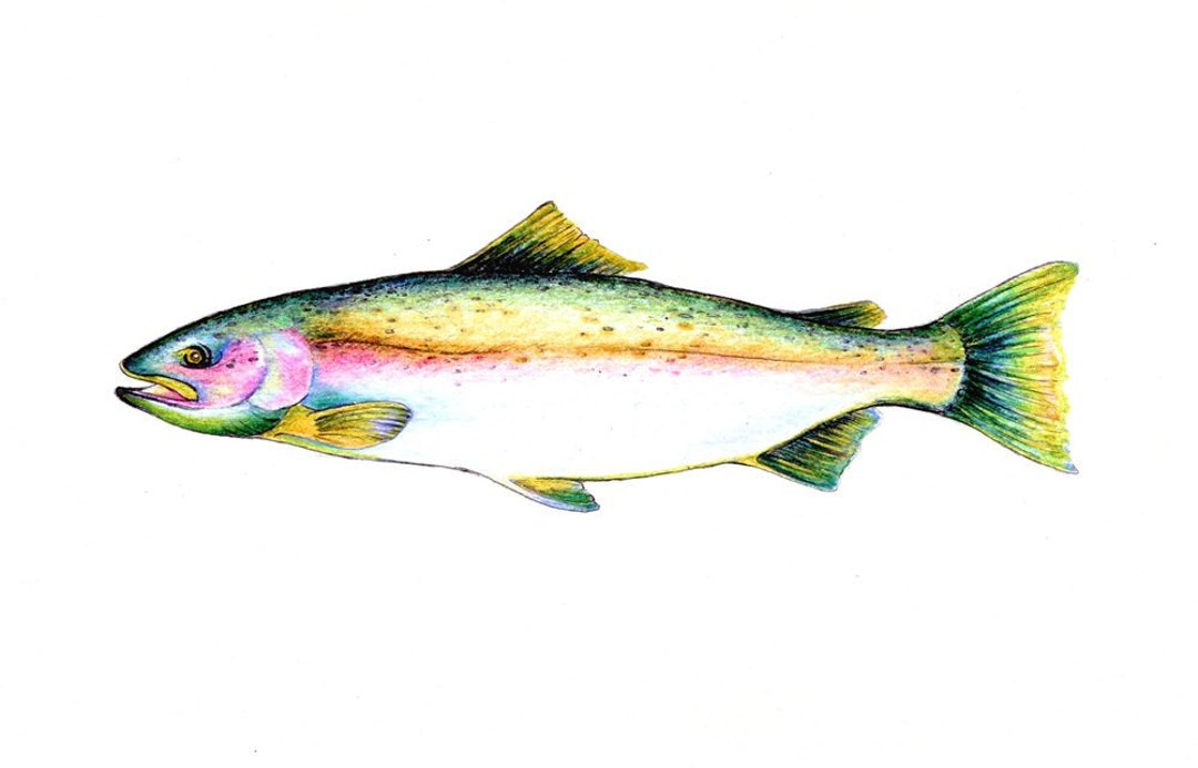 Steelhead Salmon Art Print of a Drawing Available 5x7 or - Etsy