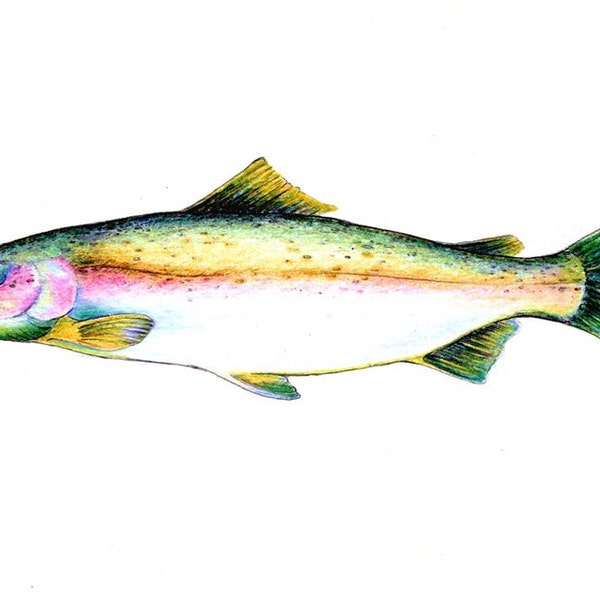 Steelhead Drawing - Etsy