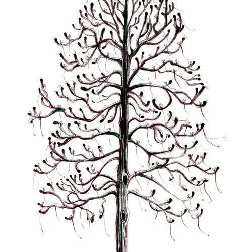 California Redwood Print: Digital Print of an Original Drawing - Etsy