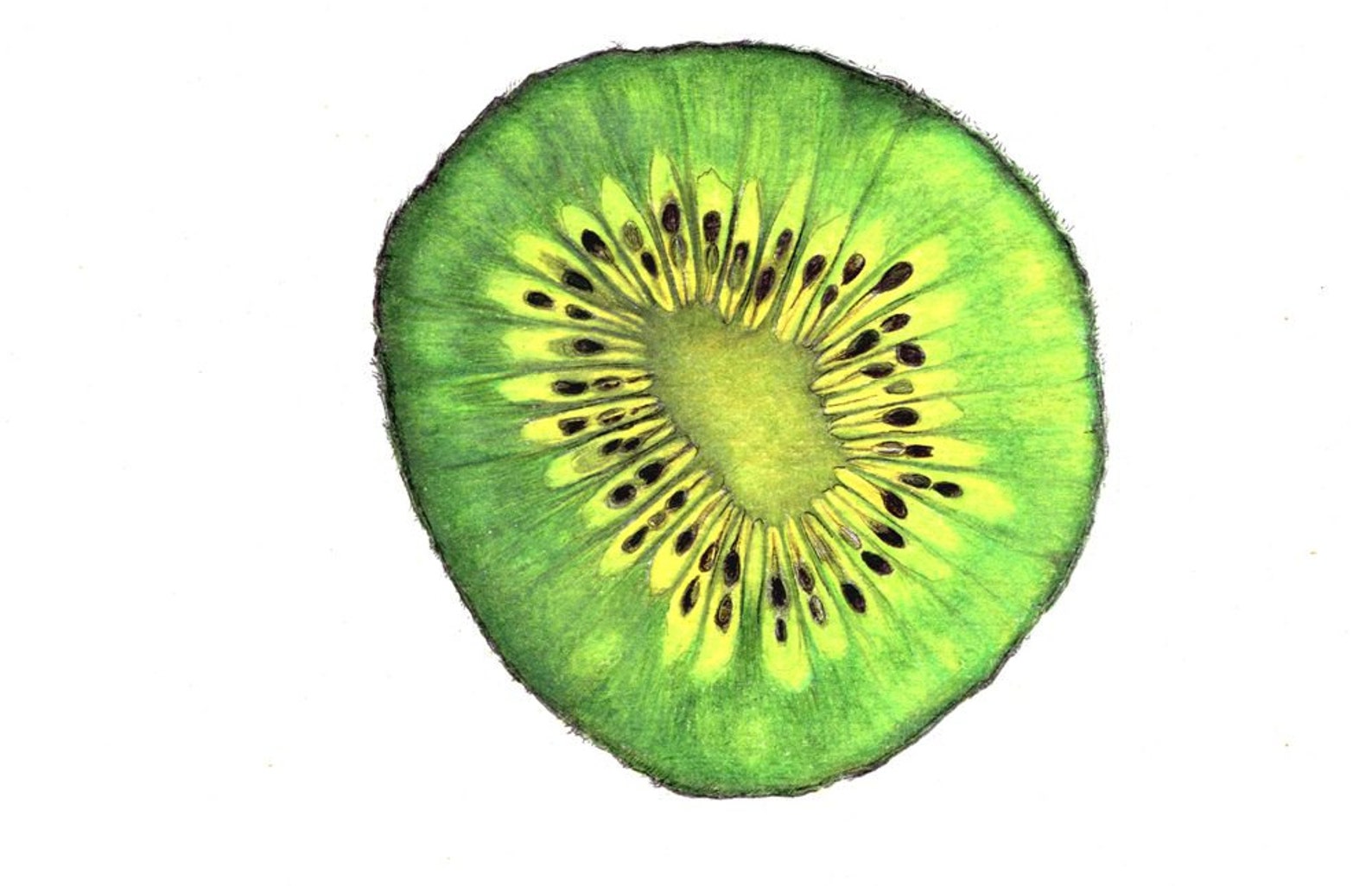 Kiwi Print: Digital Print of an Original Drawing Available 5x7" or 8x10 ...