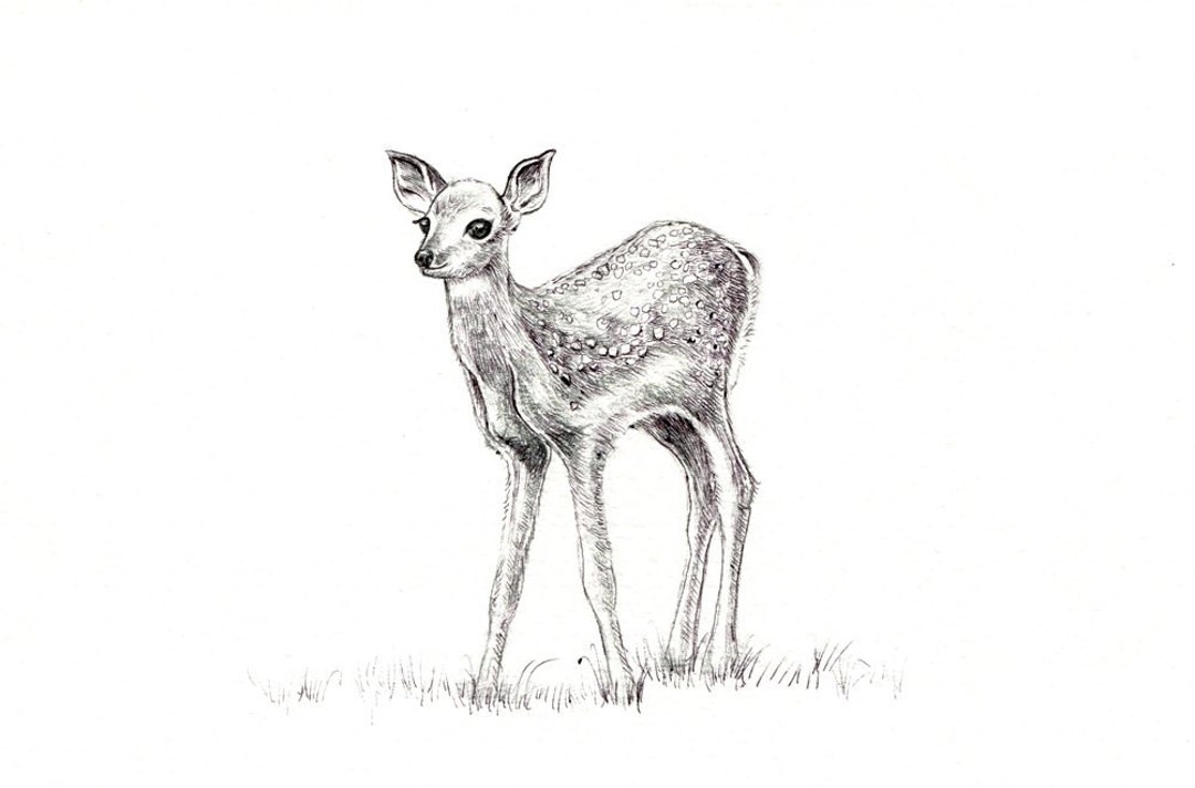 Fawn Print: Digital Print of an Original Drawing Available 5x7 or 8x10 ...