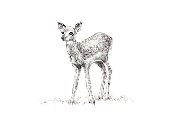 Fawn Sketch