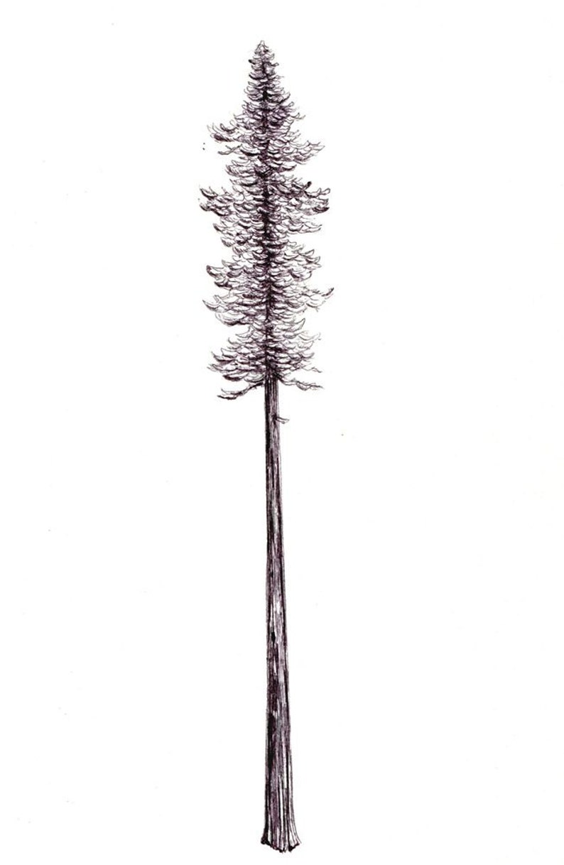 California Redwood Print: Digital Print of an Original Drawing ...