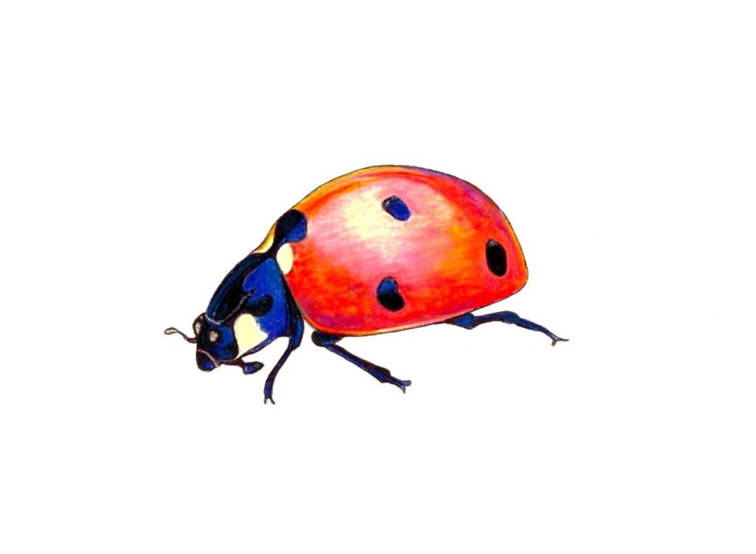 Ladybug Art Print of an Original Drawing Available 5x7" or 8x10" - Etsy