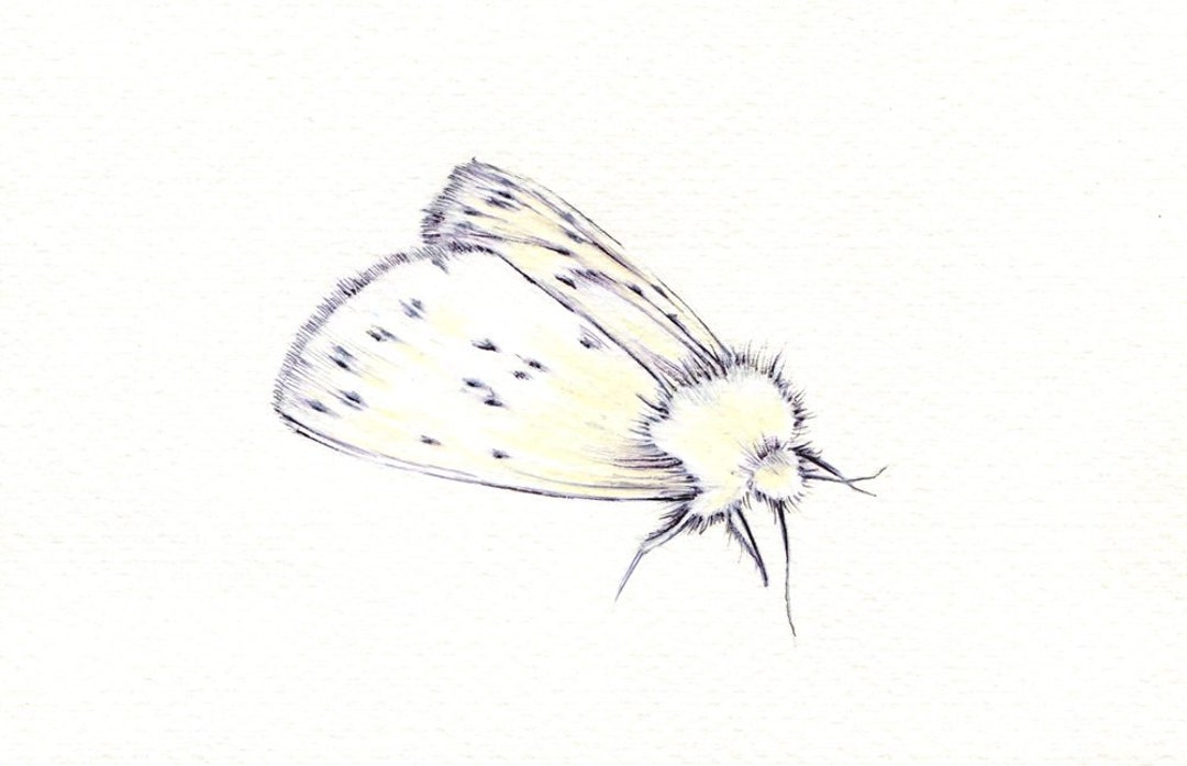 Moth Drawing Simple