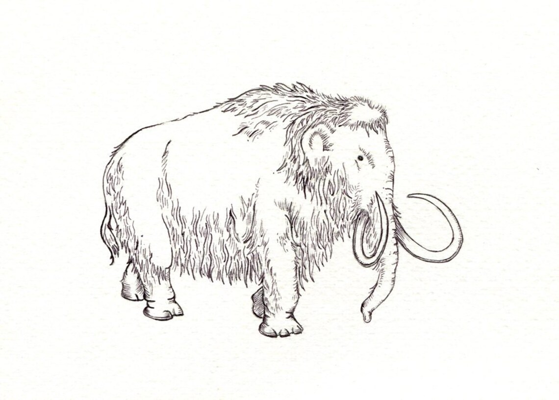 Woolly Mammoth Art Print of an Original Drawing Available 5x7" or 8x10 ...