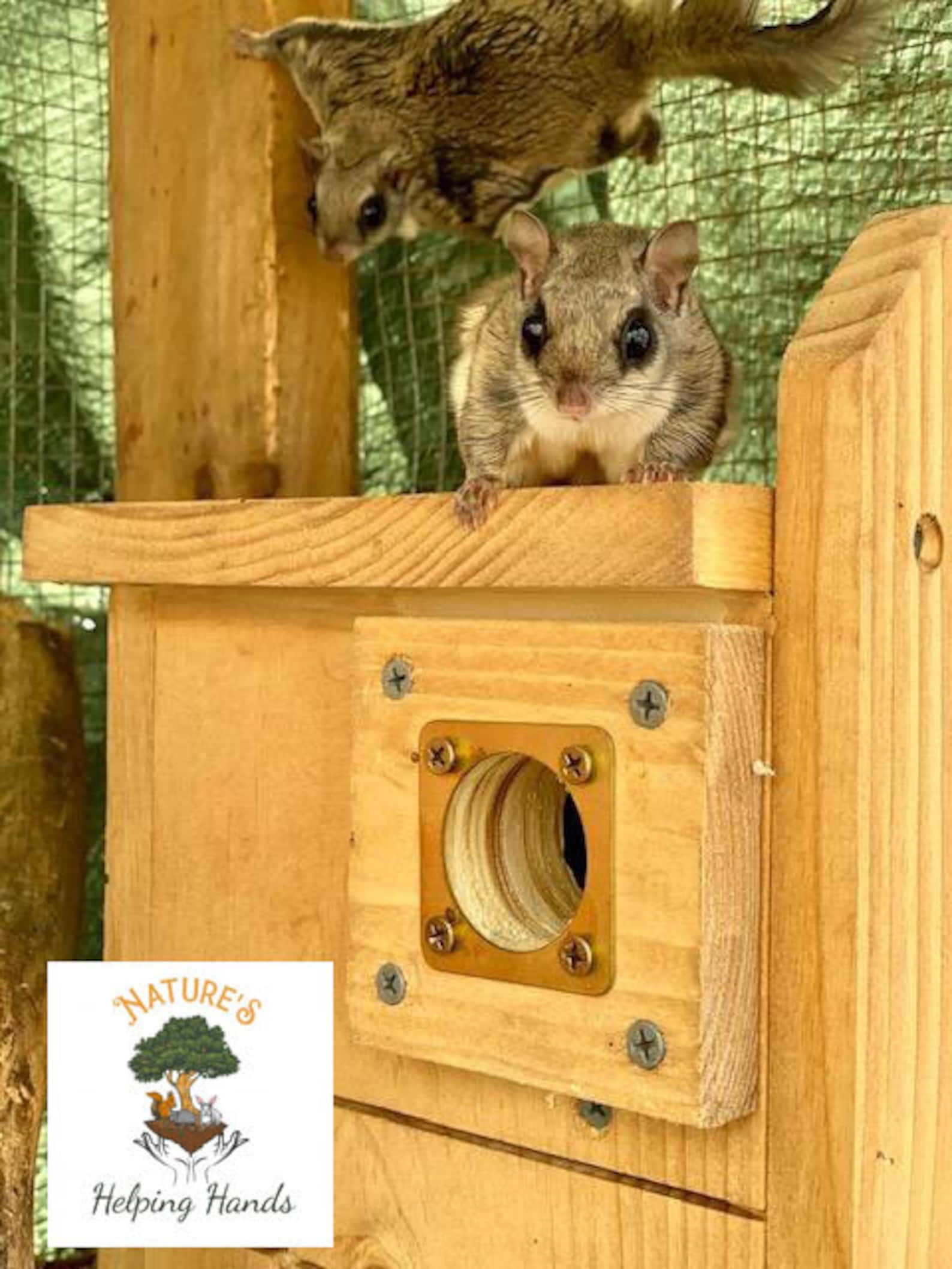 Flying Squirrel House, Northern Flying Squirrel House, Southern Flying ...