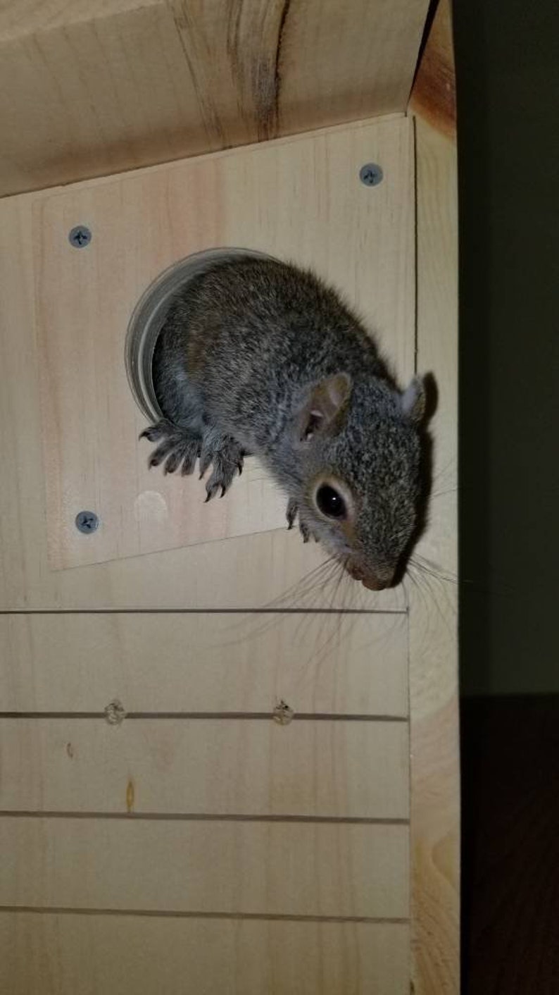 Basic Squirrel Nesting Box Made To Order Etsy