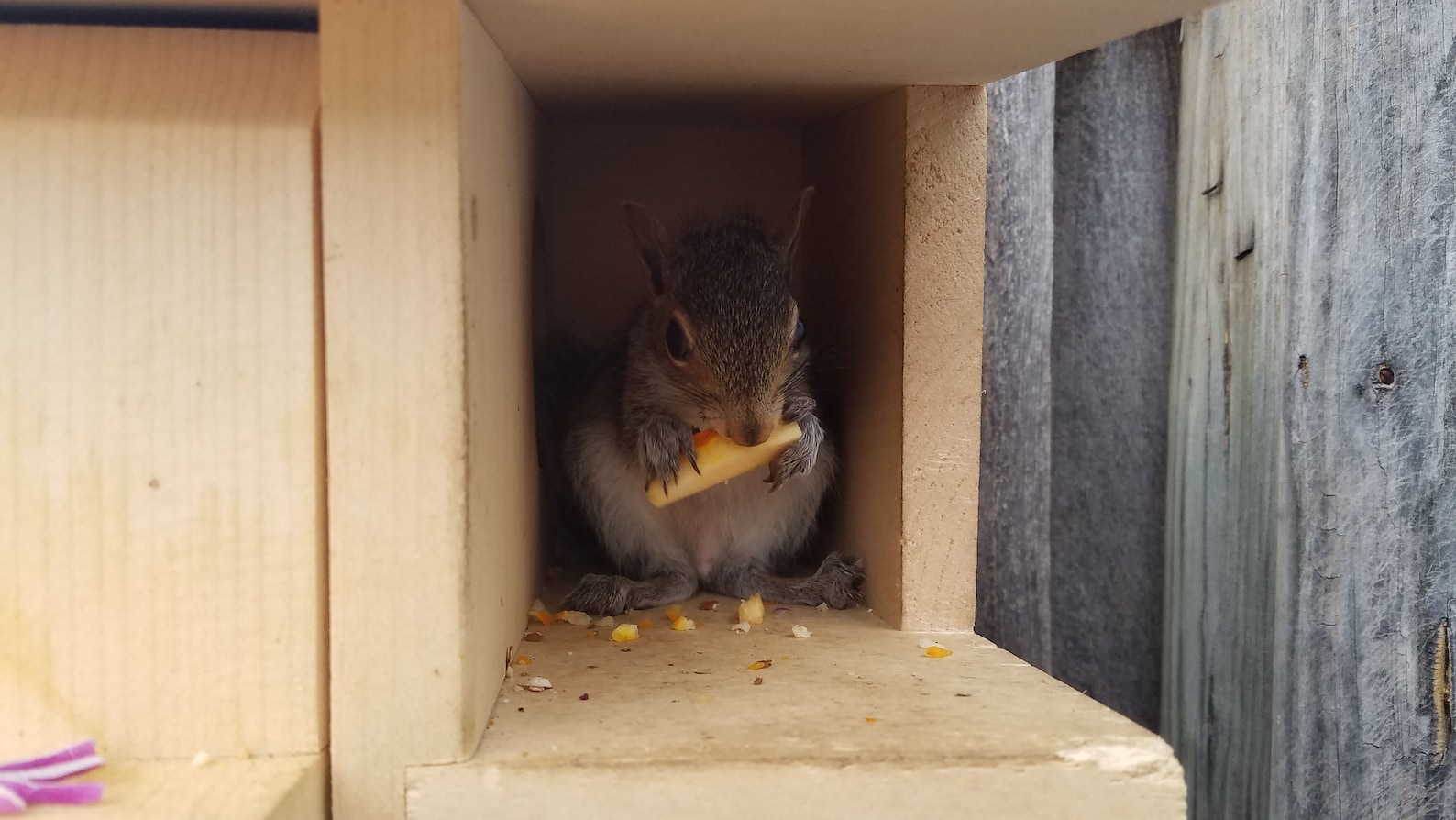 Squirrel Nesting Box Made To Order Etsy