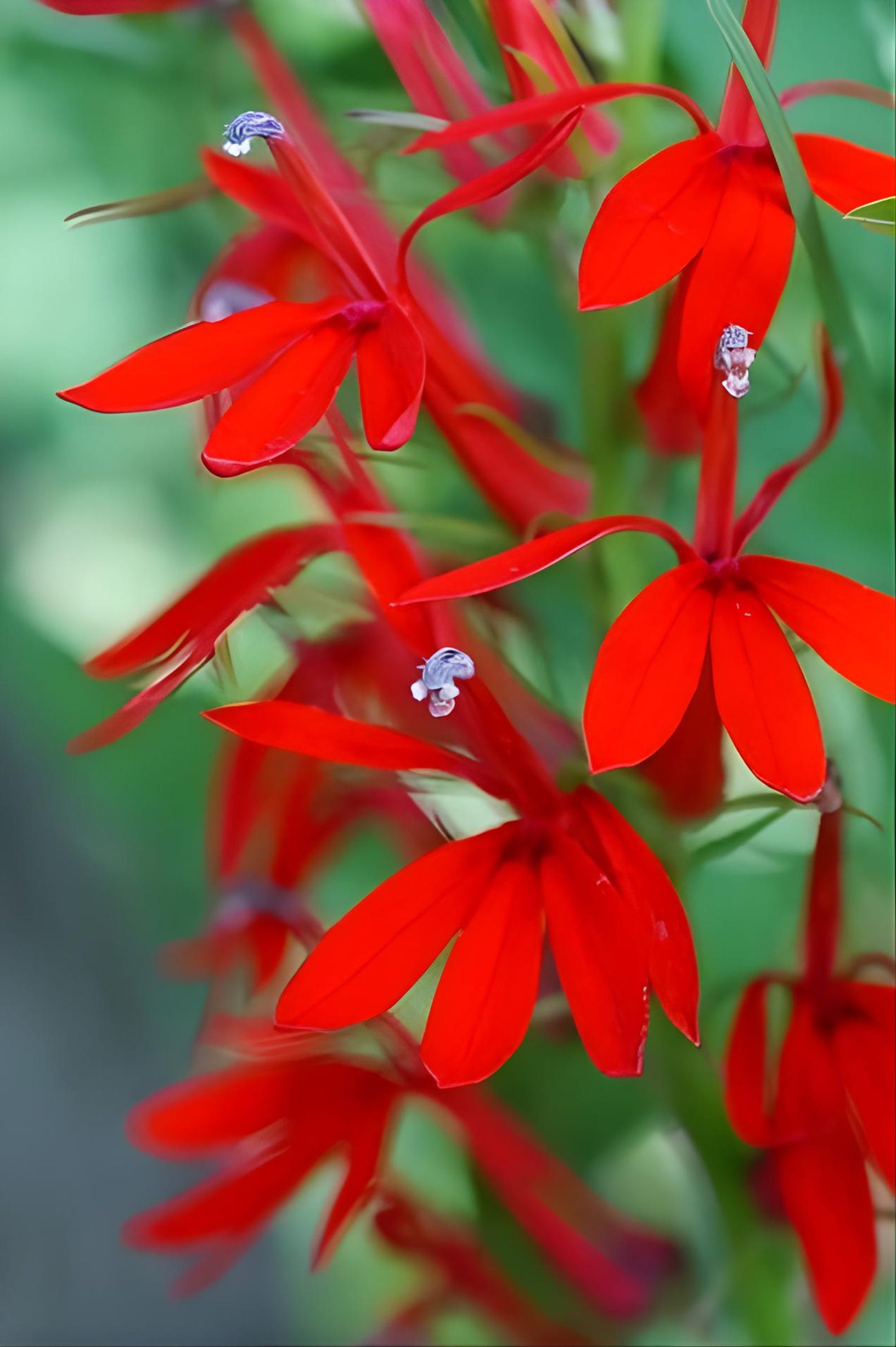 250 Cardinal Flower Seeds, Lobelia Cardinalis, Wildflower, Native Plant ...