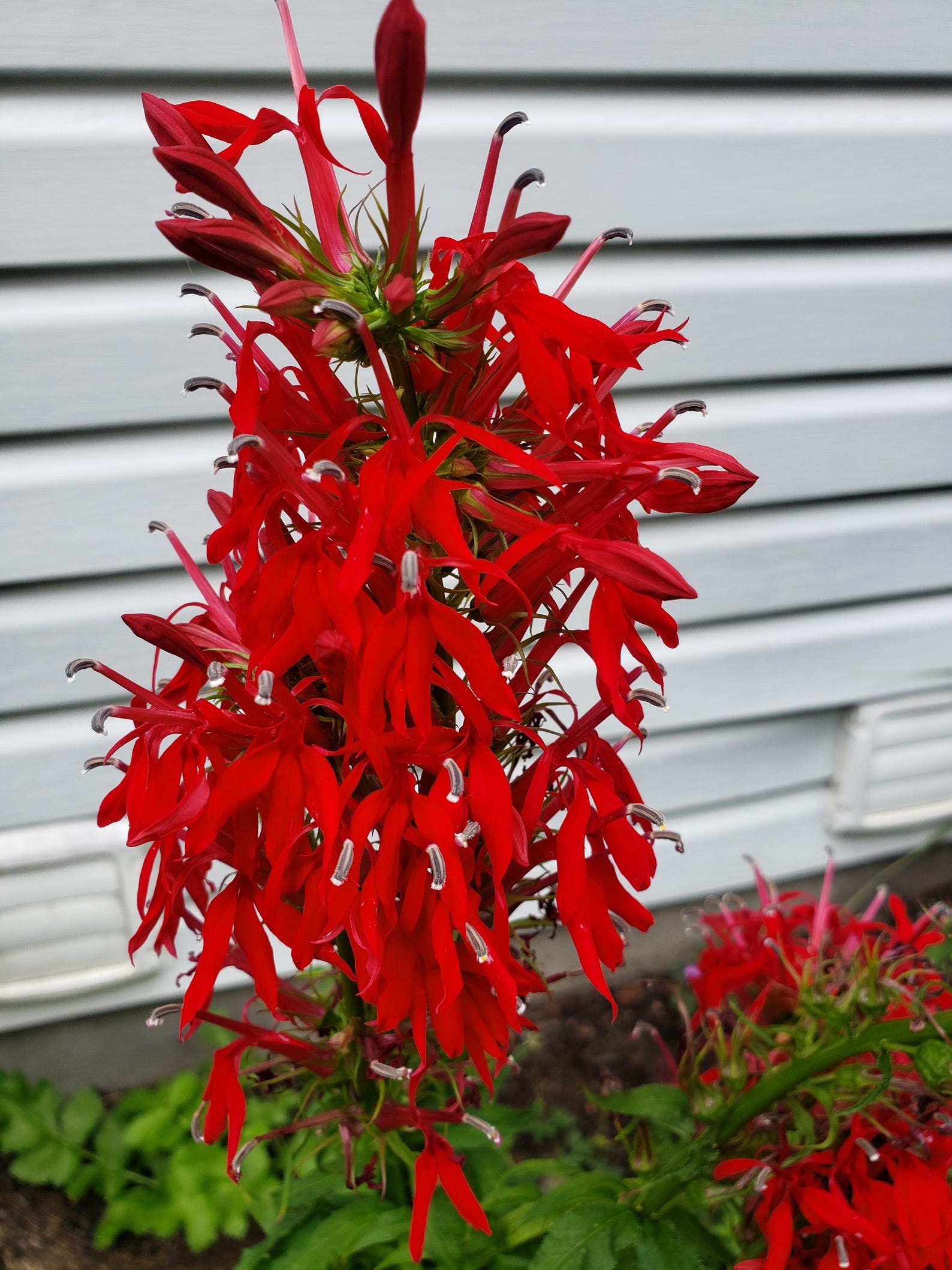 250 Cardinal Flower Seeds, Lobelia Cardinalis, Wildflower, Native Plant ...