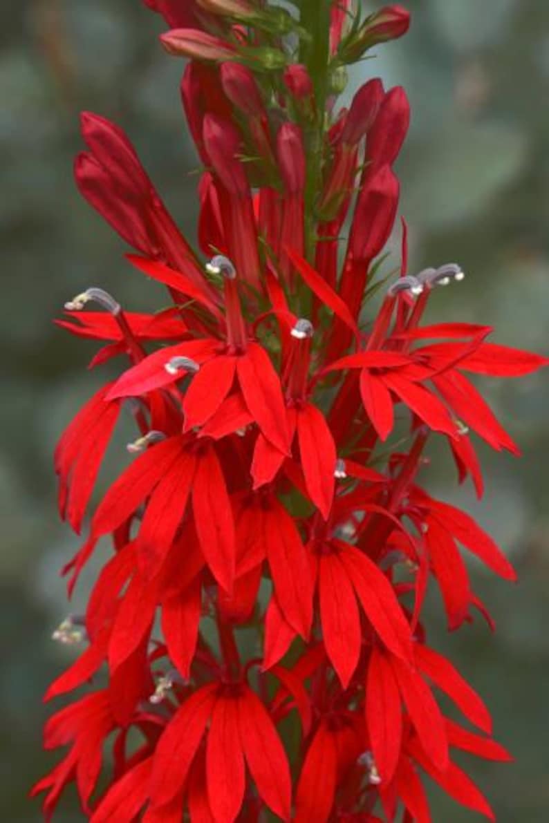 250 Cardinal Flower Seeds, Lobelia Cardinalis, Wildflower, Native Plant ...
