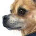 Chug Dog, Chug Portrait, Dog Watercolor, Dog Art, Dog Print, Chihuahua ...