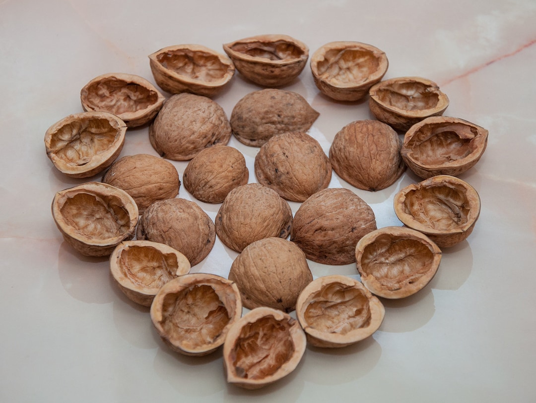 Walnut Shells. Price for 10 Pcs. Natural Walnut Shell Halves. Walnut ...