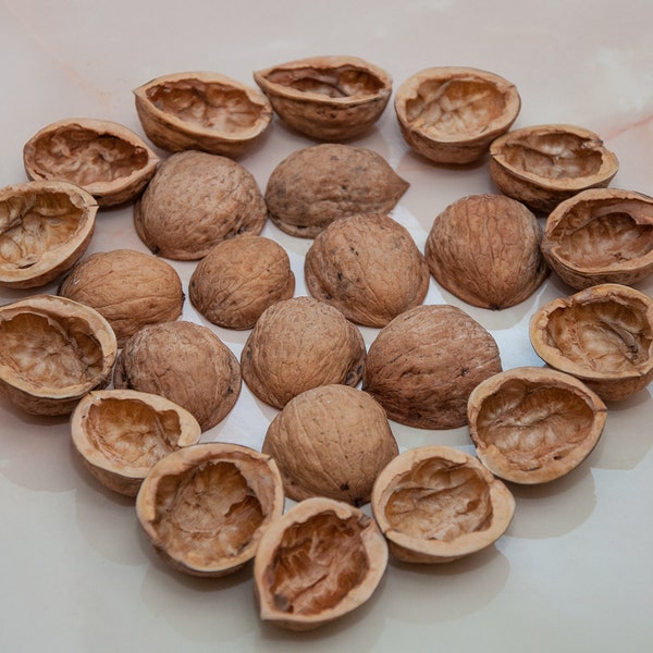 Walnut Shell - Etsy