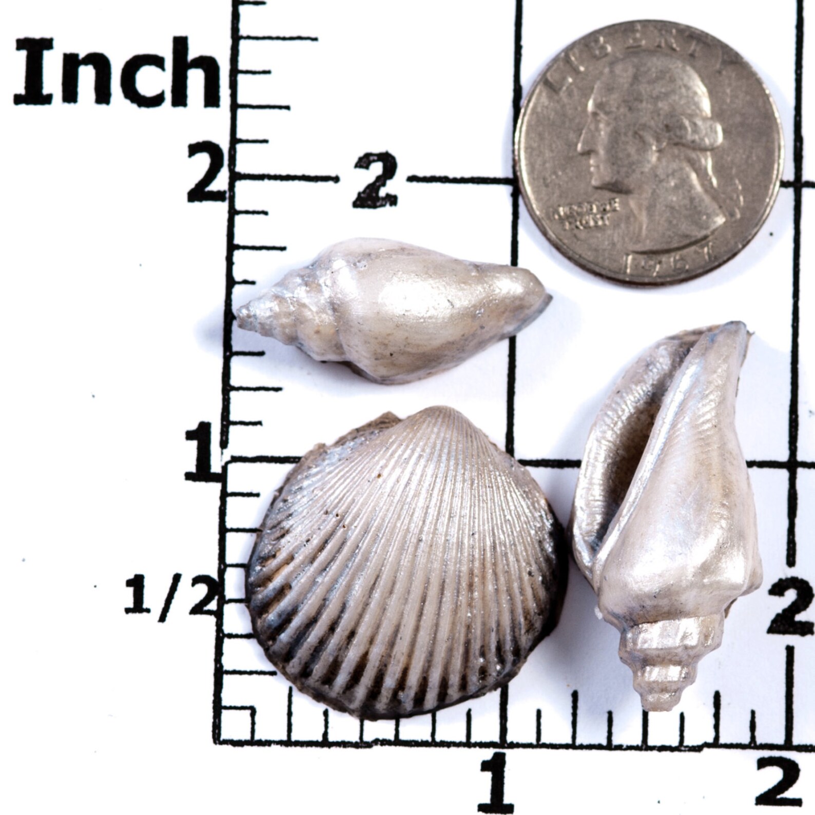 Sea Shell Mold Three Shells Resin Mold Pmc Mold - Etsy