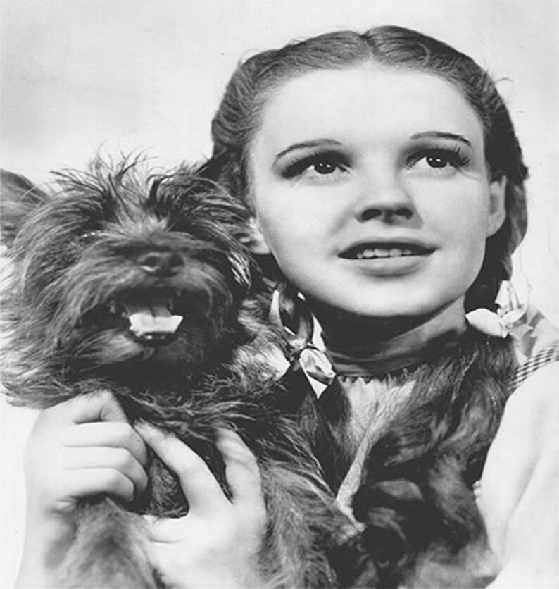 The Wizard of Oz Judy Garland and Terry(toto) 1939.. 8X10 Print - Etsy
