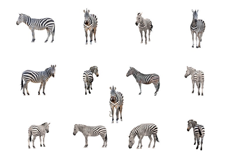 Craft Supplies & Tools Visual Arts Zebra Photoshop Actions Dancing ...