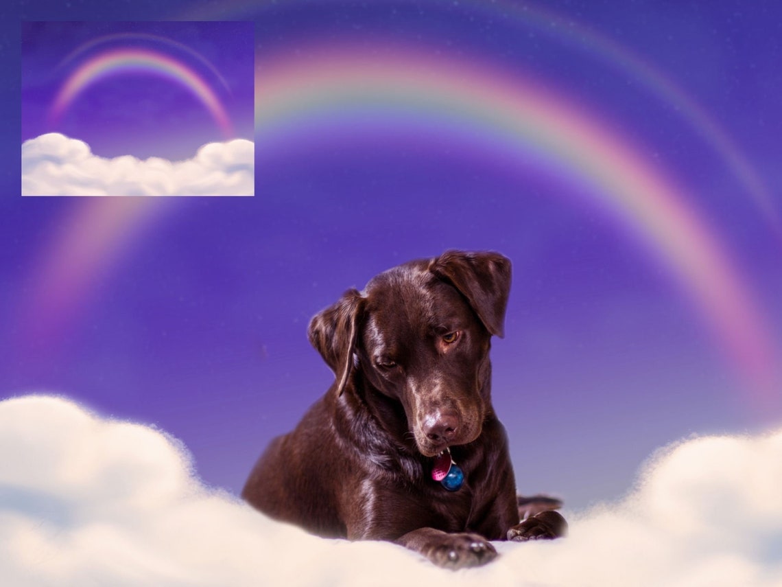 INSTANT DOWNLOAD - Pet Memorial Digital Backdrop - Digital Background ...