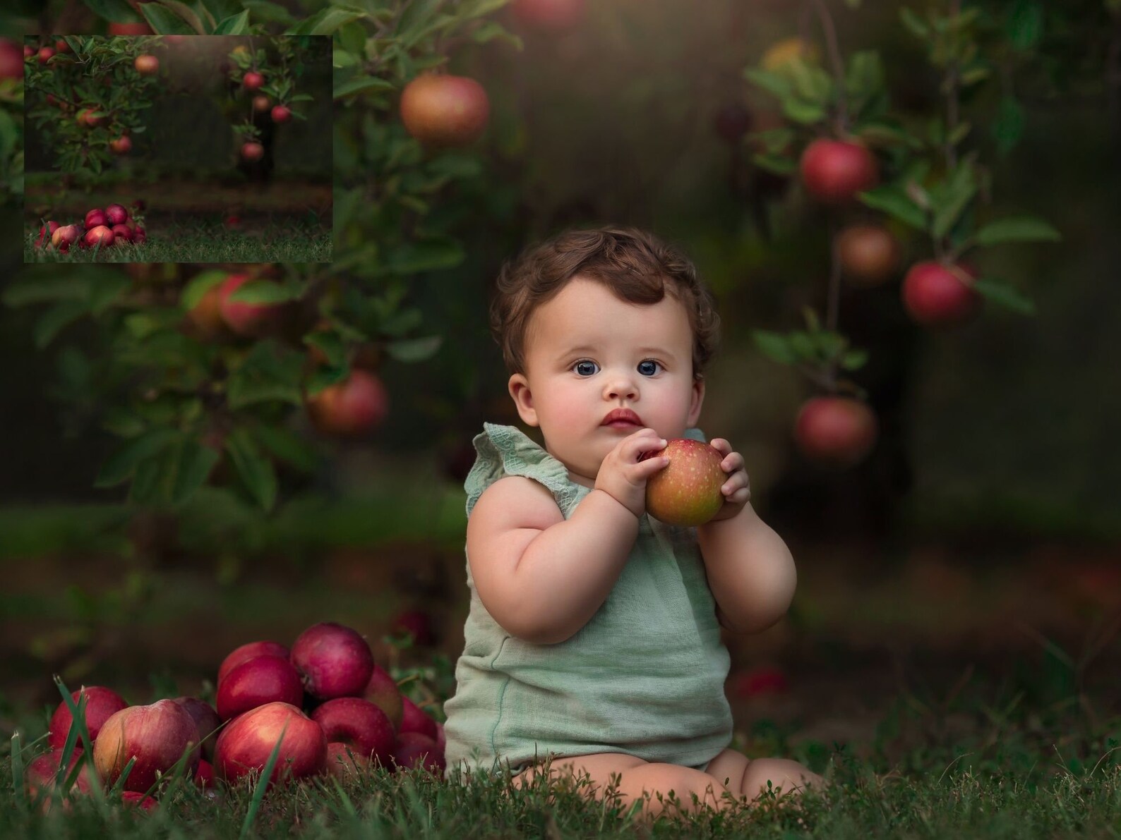INSTANT DOWNLOAD: Apple Orchard Digital Background for Ps & | Etsy