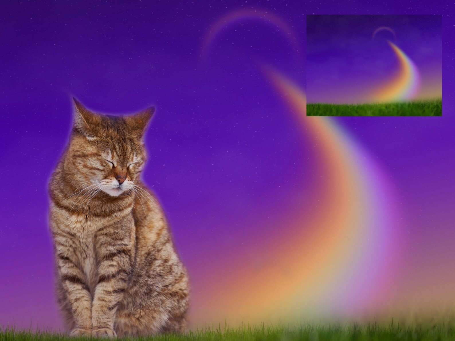 INSTANT DOWNLOAD Pet Memorial Digital Backdrop Digital - Etsy