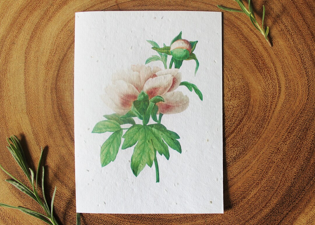 Plantable Seeded Cards Set of 10 Wildflower Seed Paper Sustainable ...