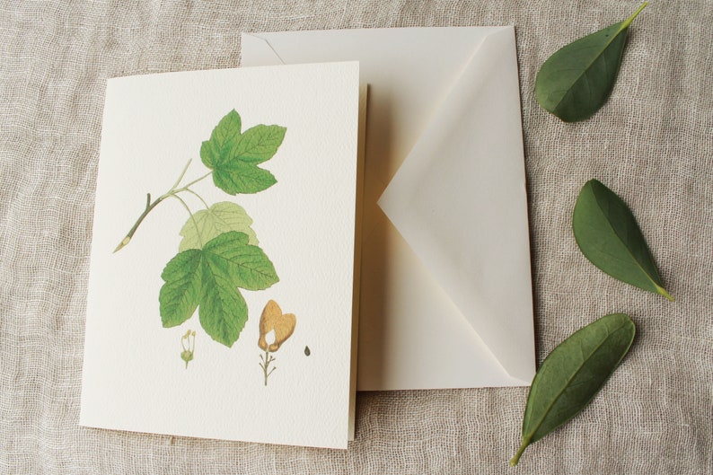 Greenery Greeting Cards Variety Set of 10 With Envelopes With Envelopes ...