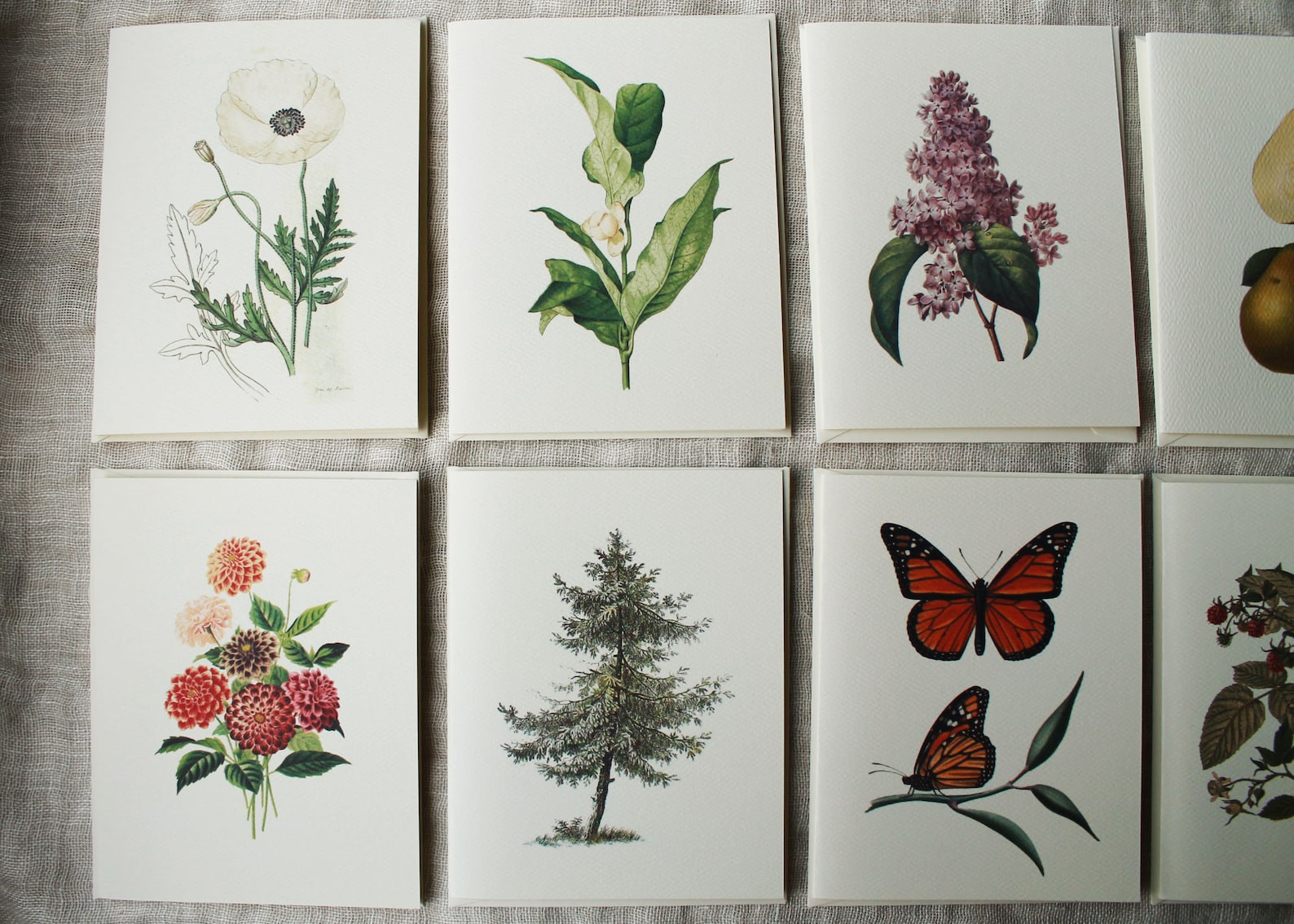 10 Vintage Botanical Folded Greeting Cards With Envelopes | Blank ...