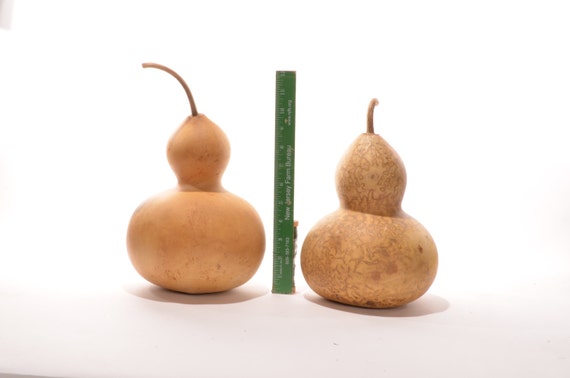 Two 2 Wide Bottle Gourds Natural Gourds Dried Gourds - Etsy