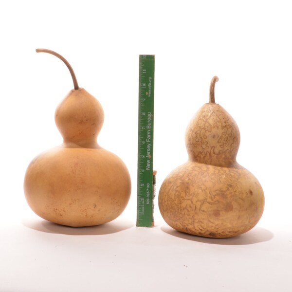 Gourd Water Bottle - Etsy