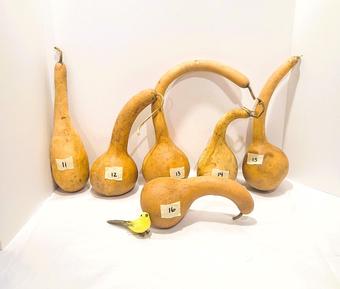 Six (6) Dipper Gourds, Natural Gourds - Etsy