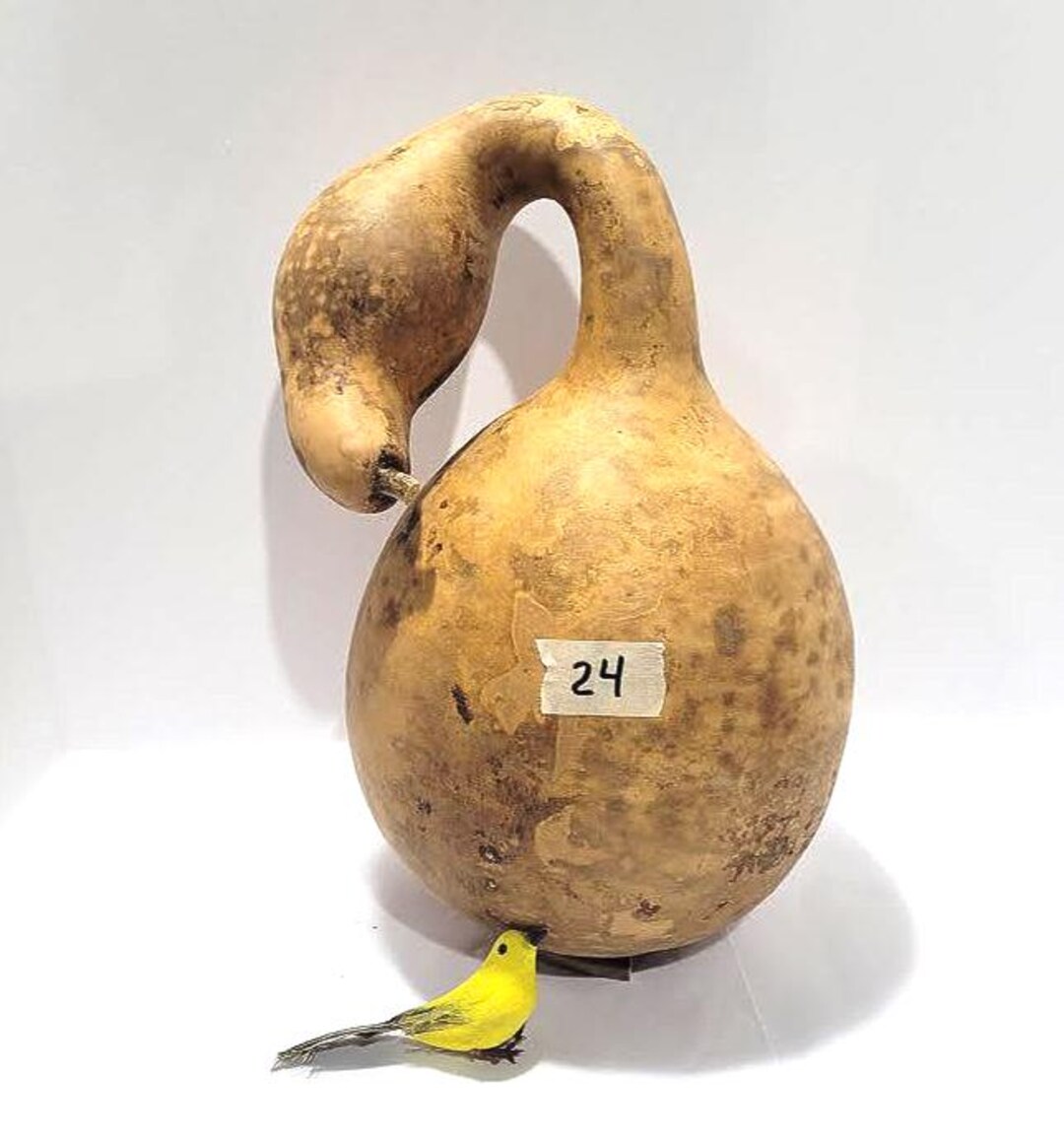 Large Goose Gourd, One Large Swan Gourd, Gooseneck Gourd - Etsy