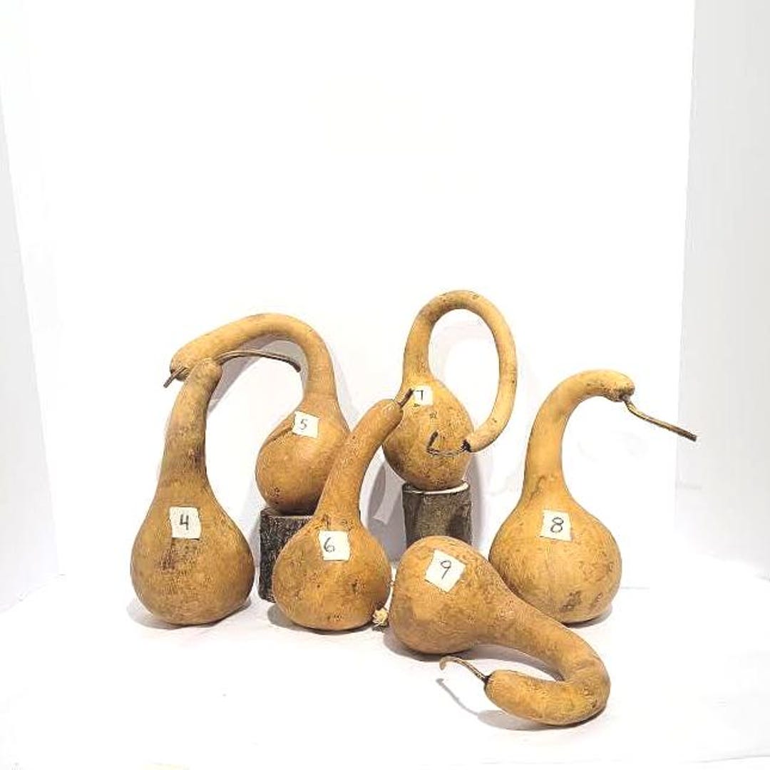 Six (6) Dipper Gourds, Natural Gourds - Etsy